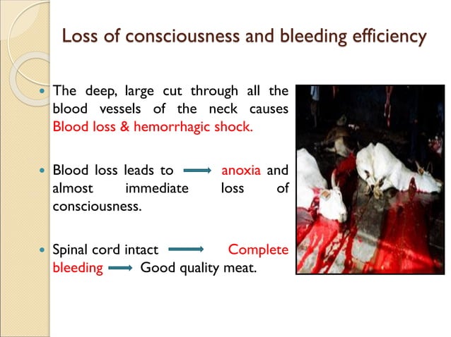 Method of Slaughter. (Humane Slaughter,Jewish,hindu,halal) | PDF