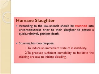 Method of Slaughter. (Humane Slaughter,Jewish,hindu,halal) | PDF