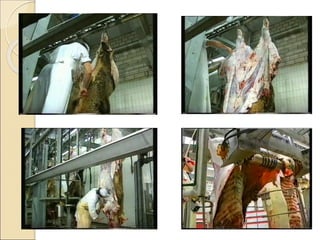 Method of Slaughter. (Humane Slaughter,Jewish,hindu,halal) | PDF