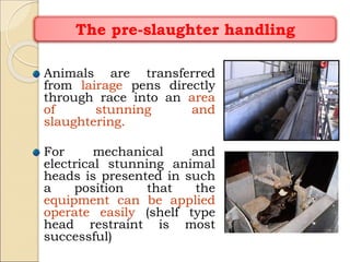 Method of Slaughter. (Humane Slaughter,Jewish,hindu,halal) | PDF