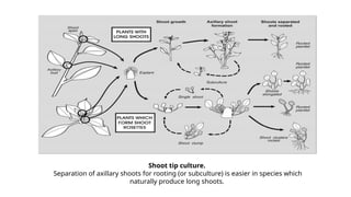Methods 1 Propagation of Plants from Axillary Buds or Shoots.pptx