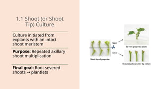 Methods 1 Propagation of Plants from Axillary Buds or Shoots.pptx