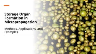 Methods 4 Formation of Storage organs and micrografting.pptx