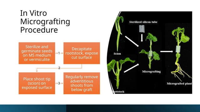 Methods 4 Formation of Storage organs and micrografting.pptx