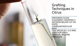 Methods 4 Formation of Storage organs and micrografting.pptx