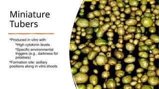 Methods 4 Formation of Storage organs and micrografting.pptx