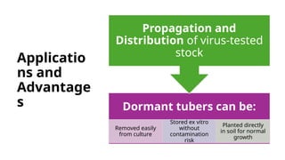 Methods 4 Formation of Storage organs and micrografting.pptx