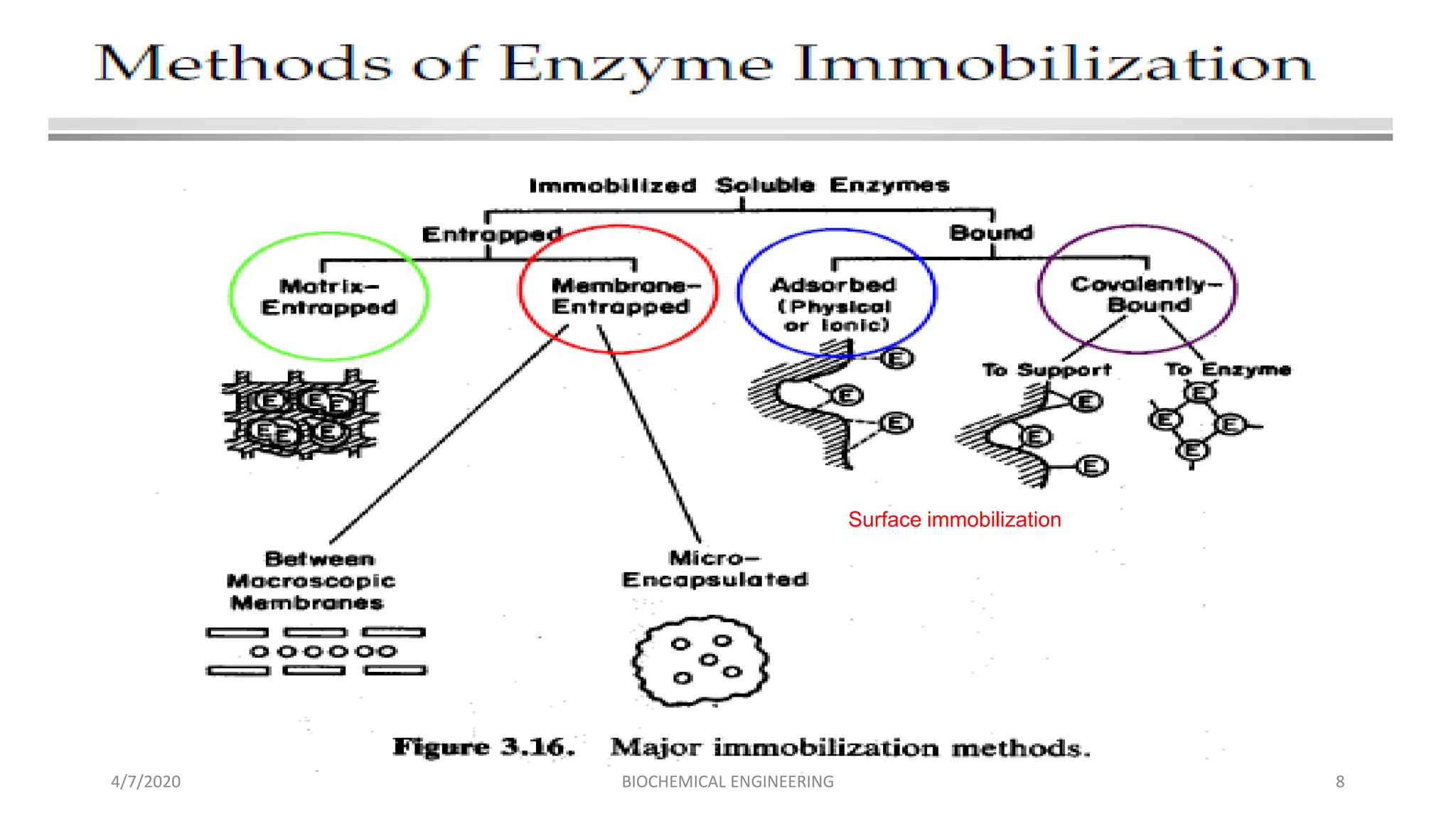 Methods of enzyme immobilization and its effect on mass transfer | PPTX