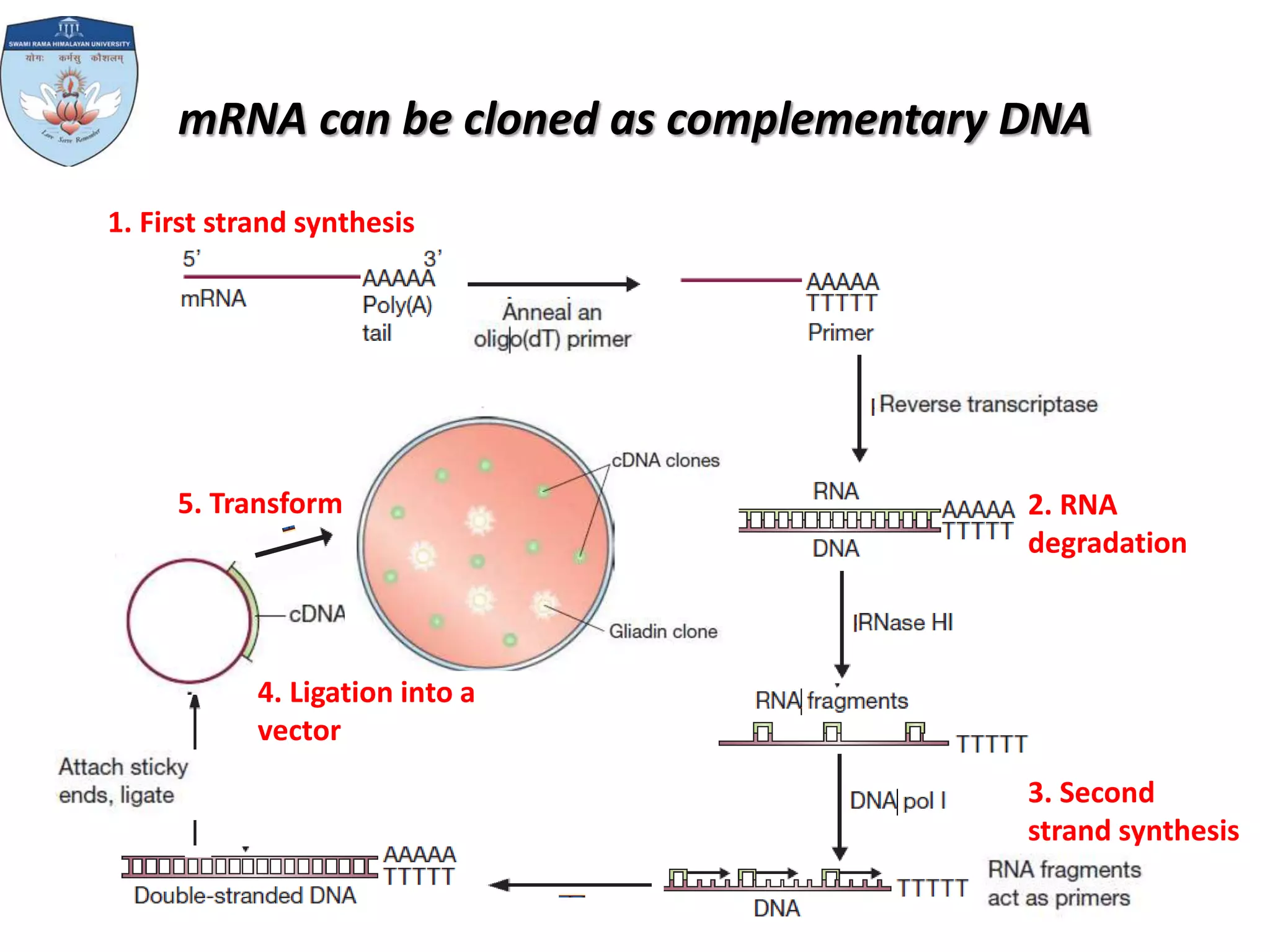 Methods for clone identification | PPTX | Chemistry | Science