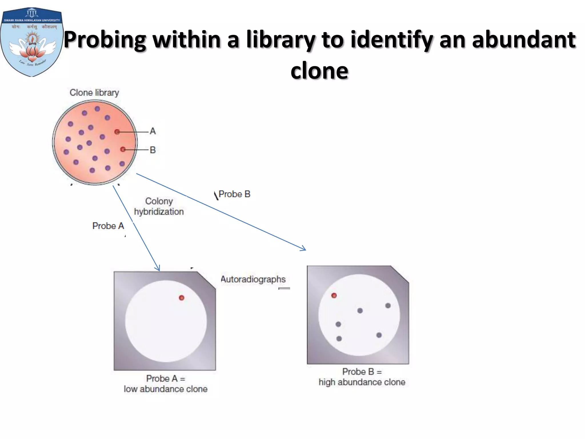 Methods for clone identification | PPTX | Chemistry | Science