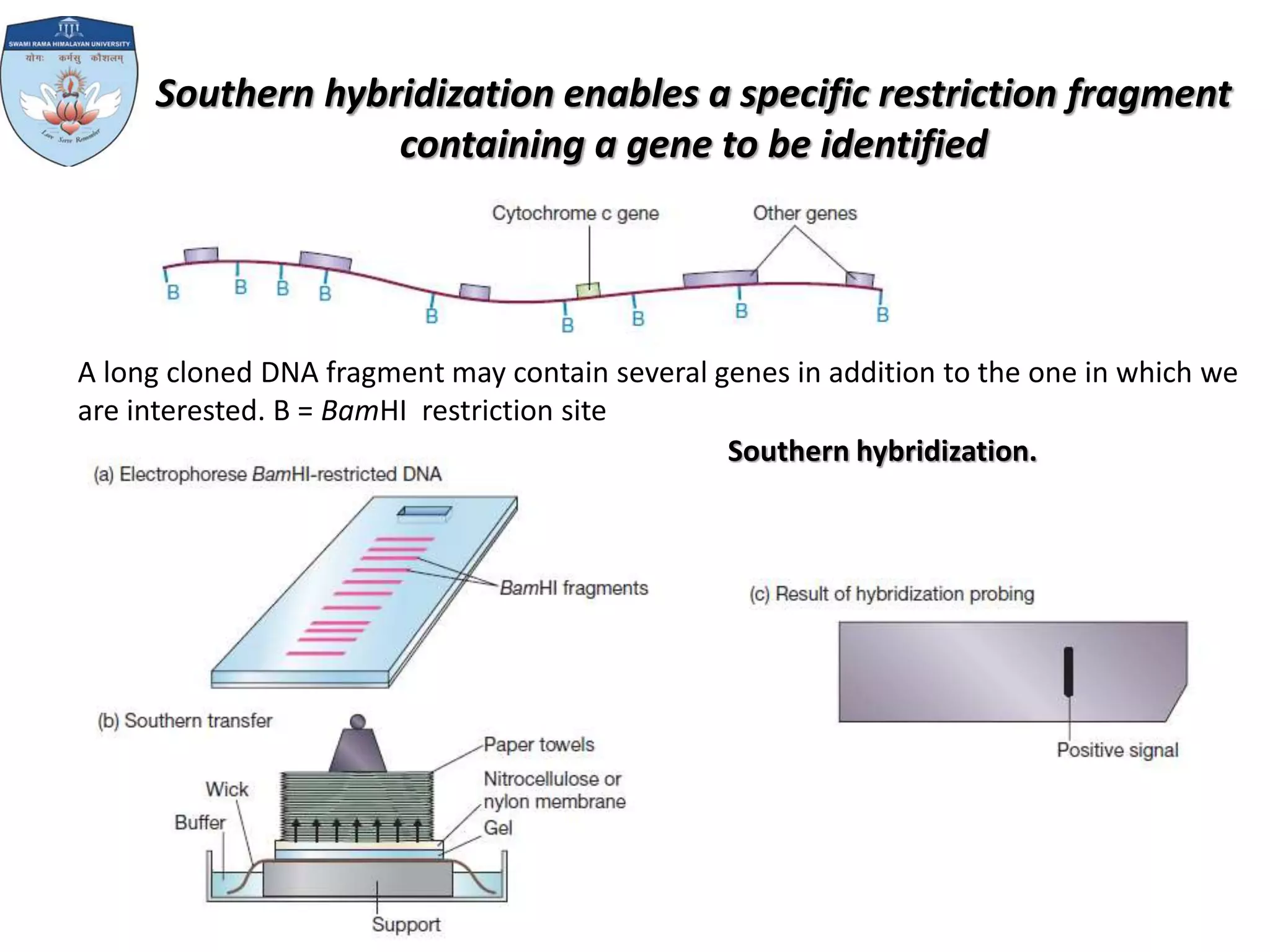 Methods for clone identification | PPTX