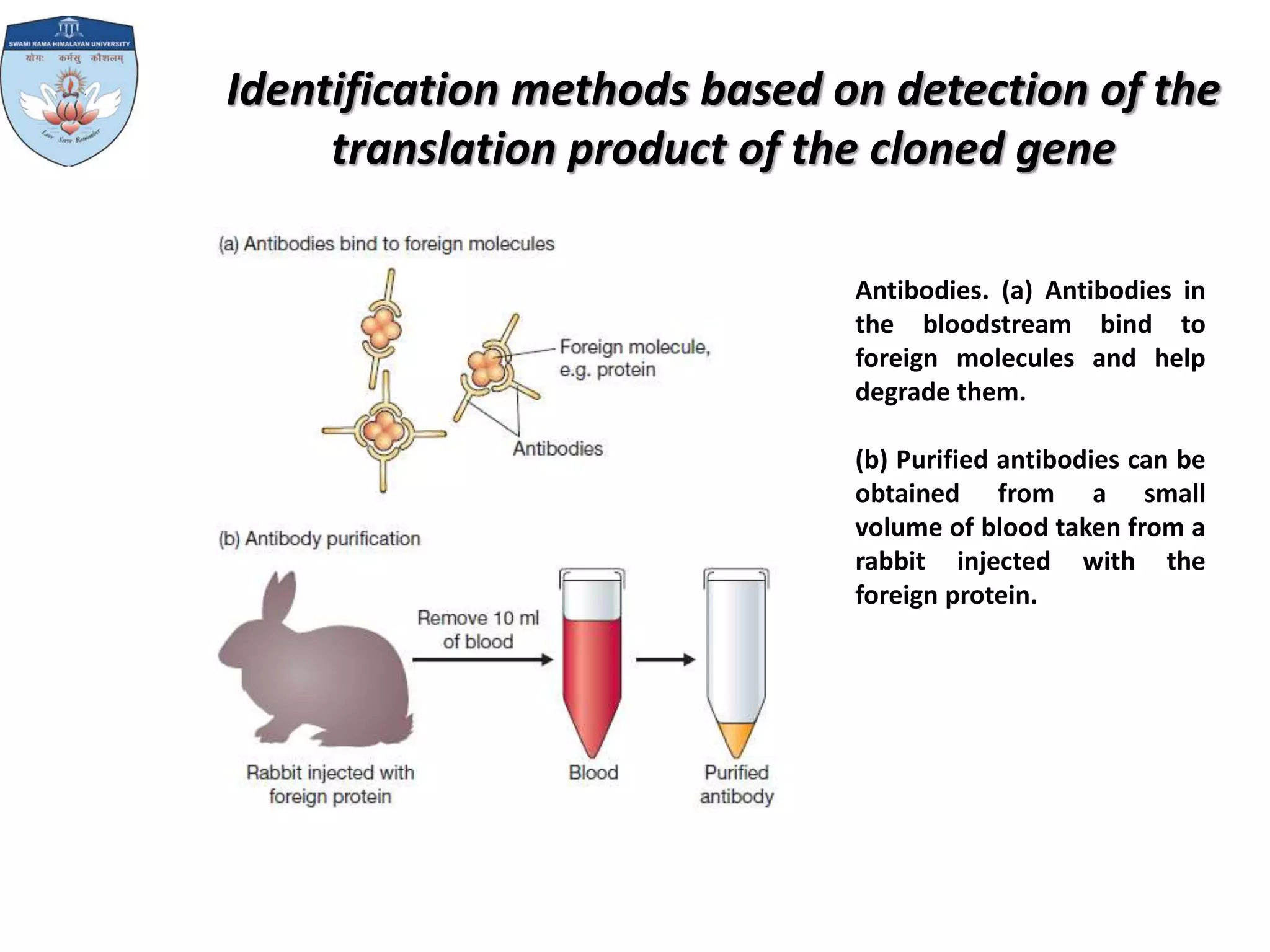 Methods for clone identification | PPTX | Chemistry | Science