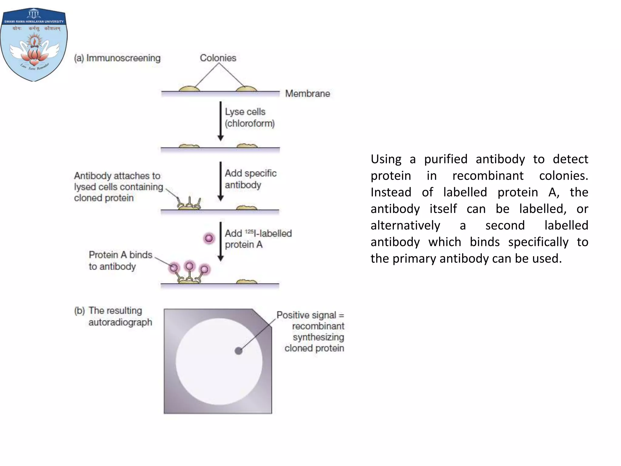 Methods for clone identification | PPTX | Chemistry | Science