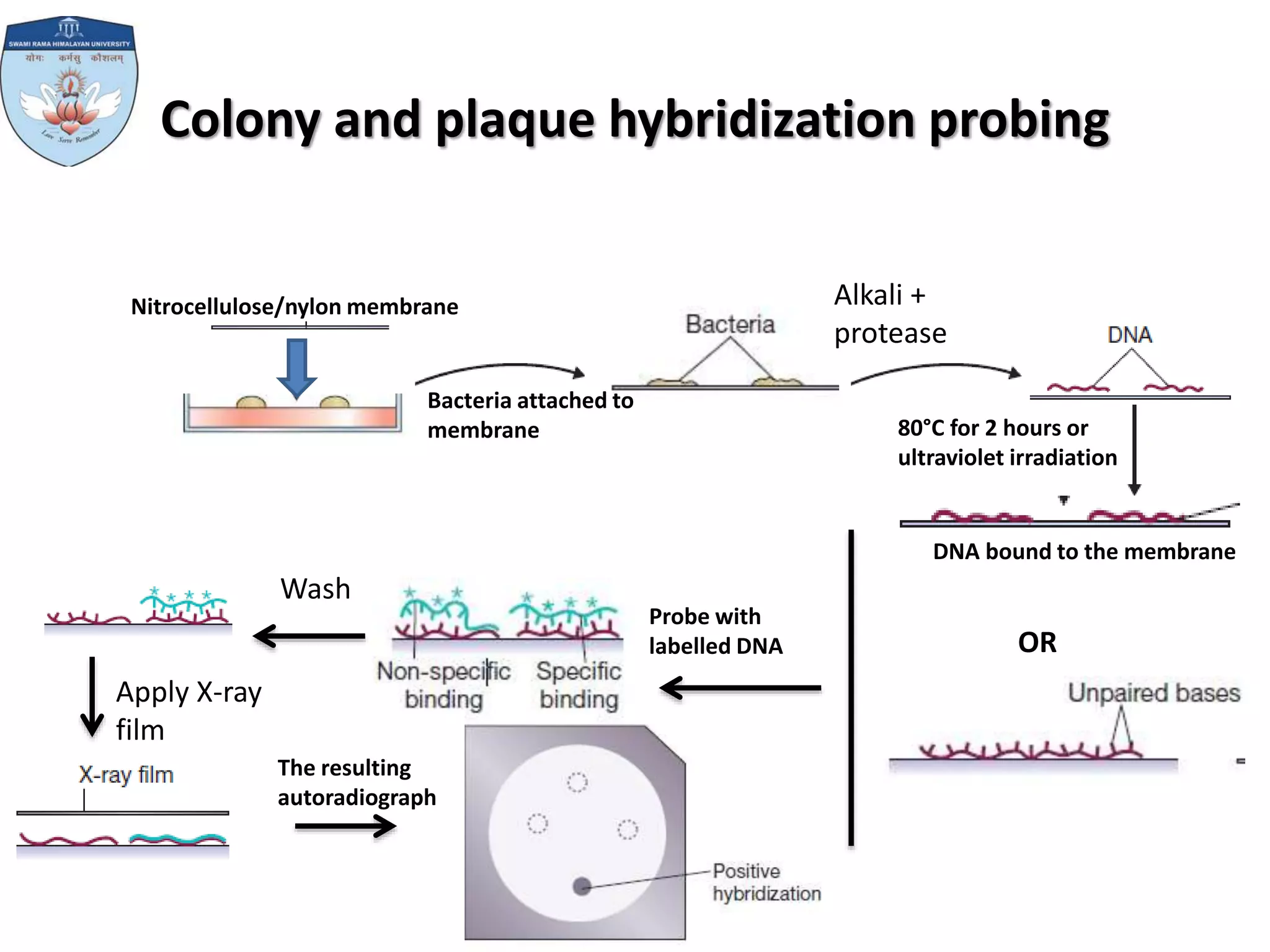Methods for clone identification | PPTX | Chemistry | Science