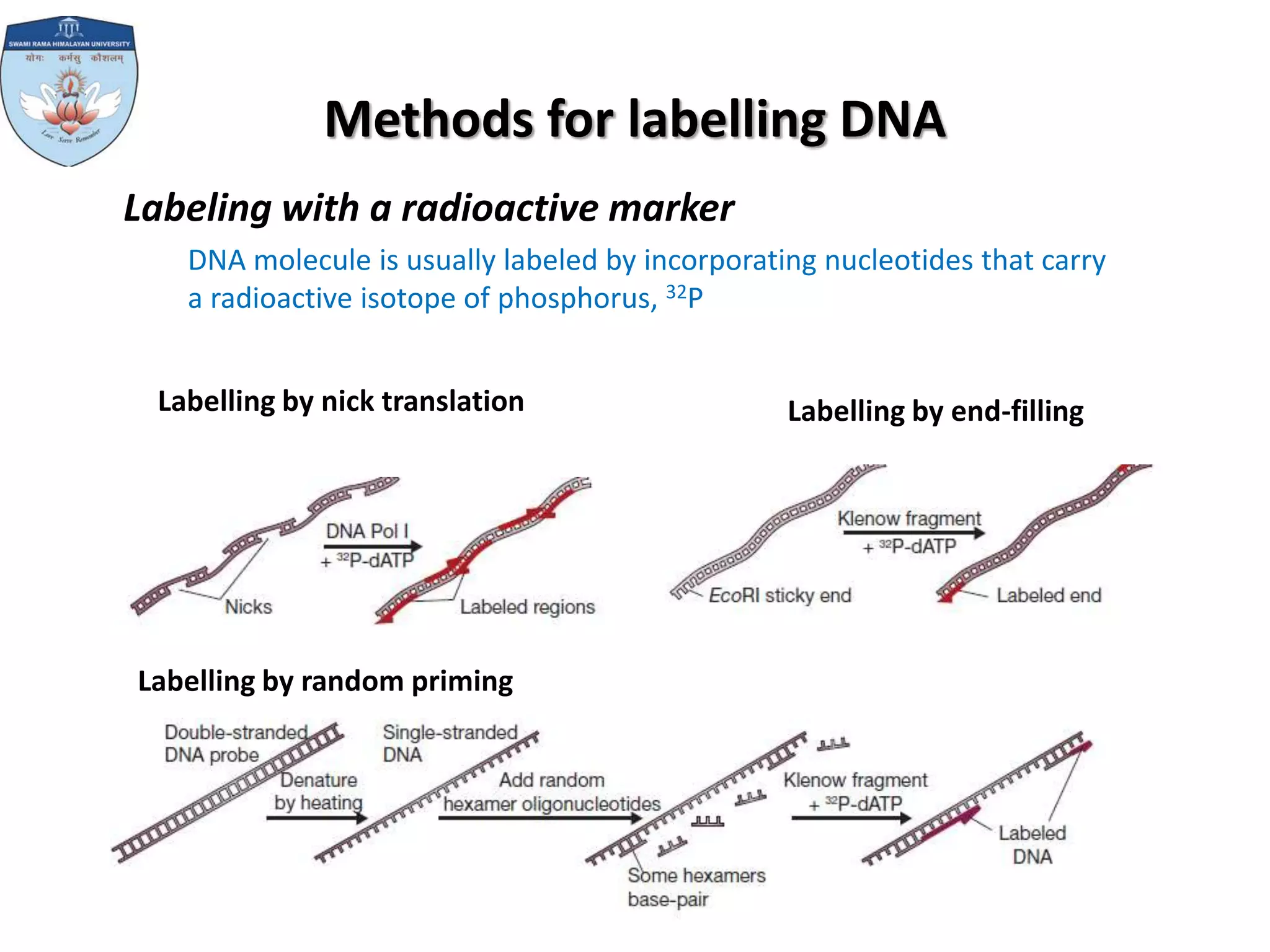 Methods for clone identification | PPTX