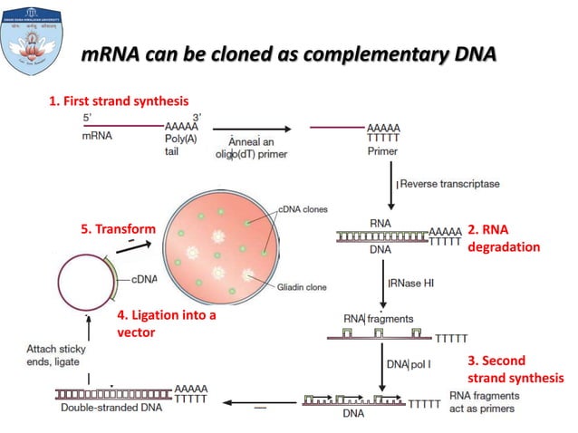 Methods for clone identification | PPTX | Chemistry | Science