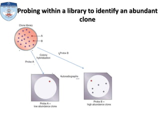 Methods for clone identification | PPTX