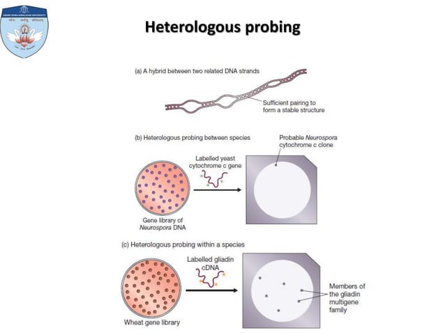 Methods for clone identification | PPTX | Chemistry | Science