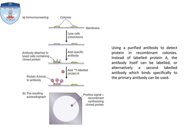 Methods for clone identification | PPTX | Chemistry | Science