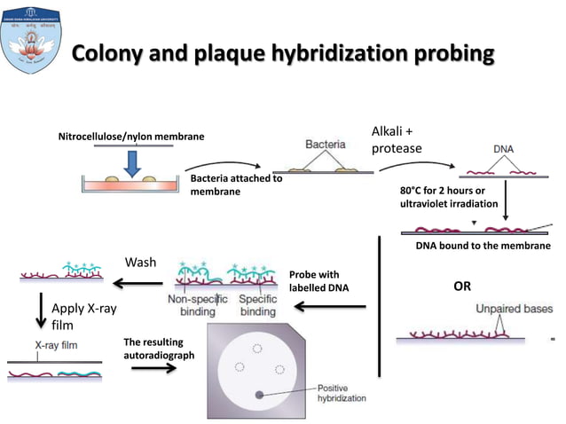 Methods for clone identification | PPTX | Chemistry | Science