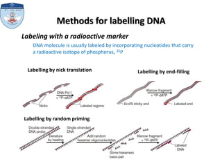 Methods for clone identification | PPTX