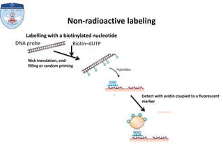 Methods for clone identification | PPTX