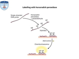 Methods for clone identification | PPTX