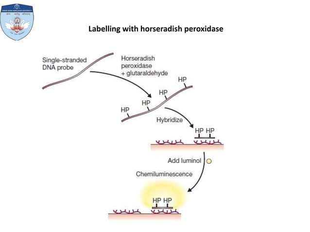 Methods for clone identification | PPTX | Chemistry | Science