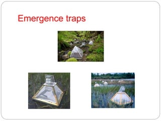 Methods for collecting invertebrates | PPTX