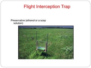 Methods for collecting invertebrates | PPTX