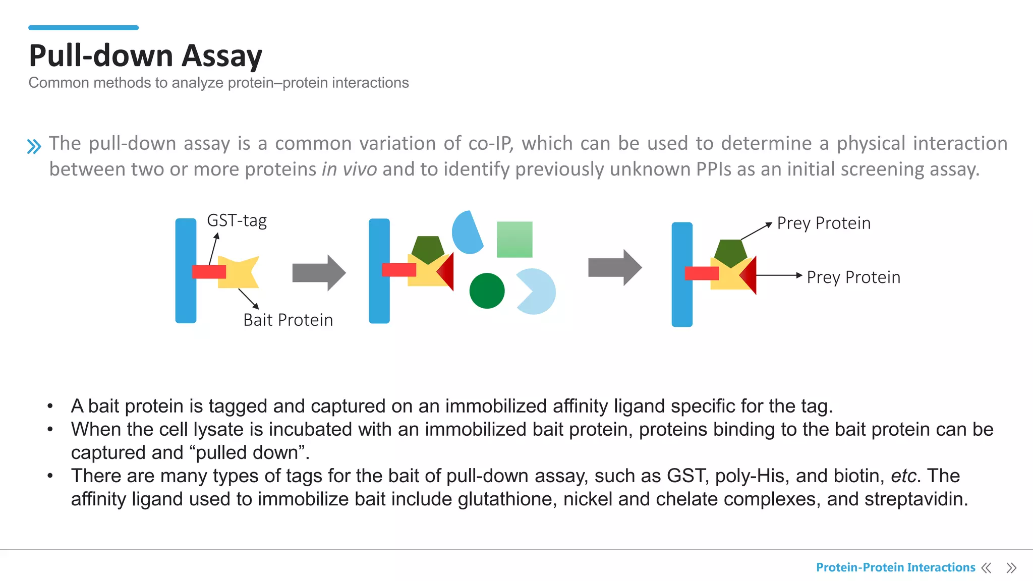 Methods to Detect Protein-Protein Interaction | PPTX
