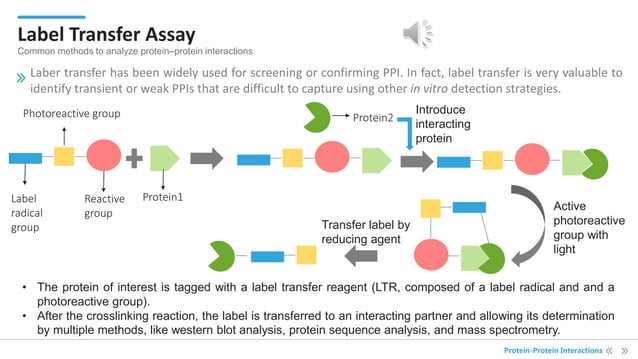 Methods to Detect Protein-Protein Interaction | PPTX
