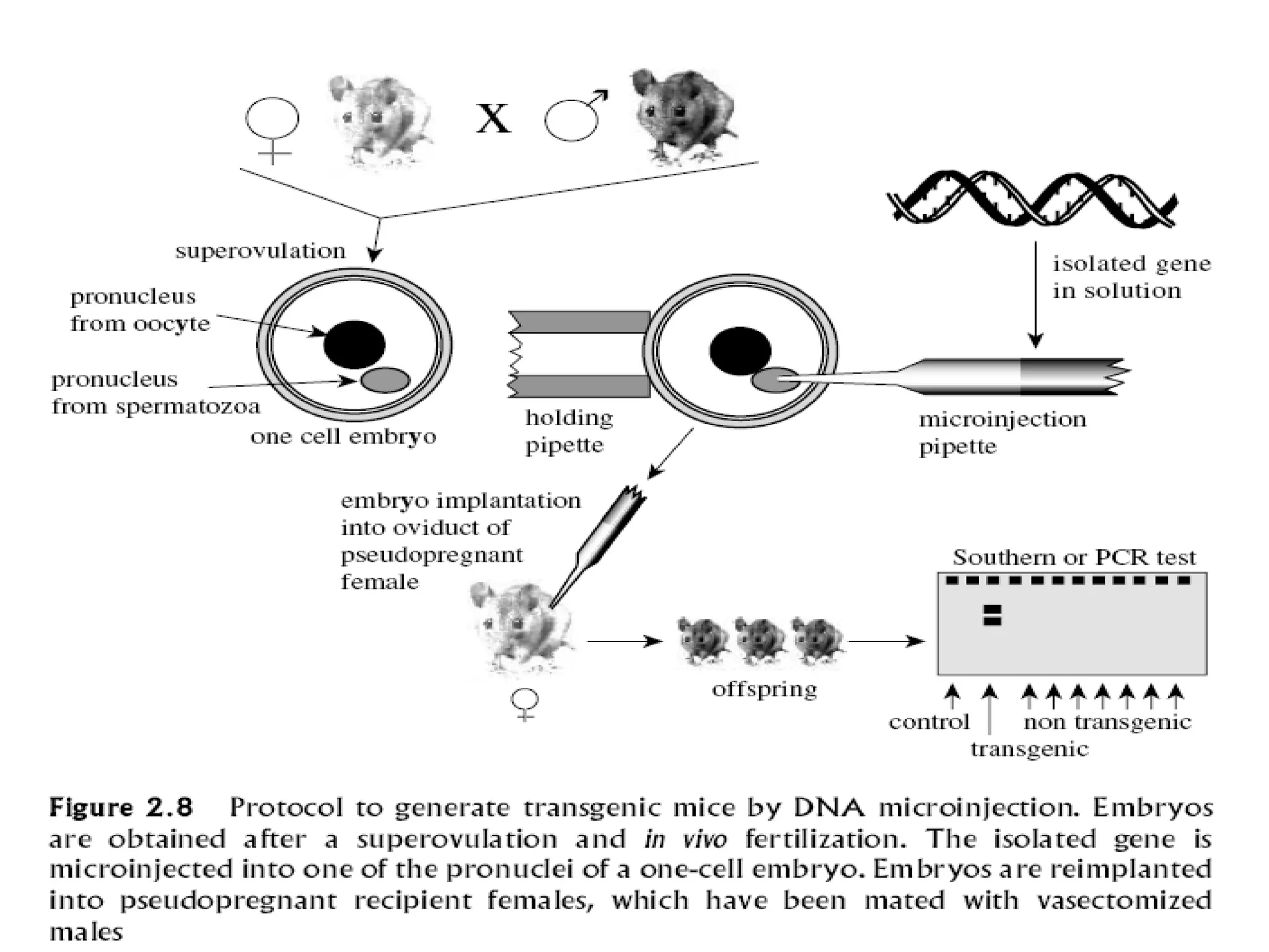 Methods for producing_transgenic_animals | PPT
