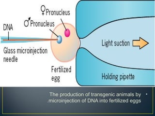Methods for producing_transgenic_animals | PPT