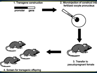 Methods for producing_transgenic_animals | PPT
