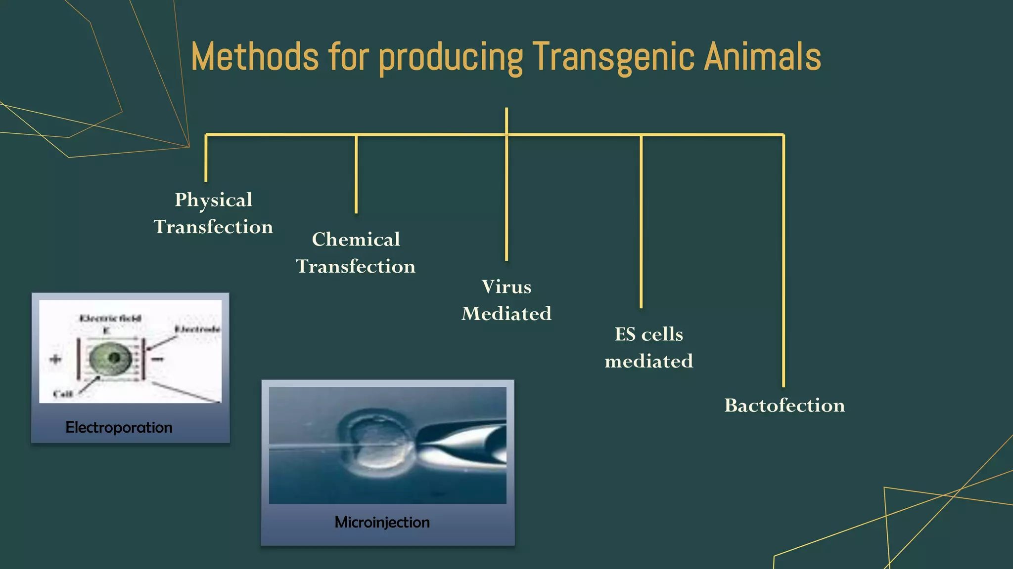 Methods for producing transgenic animals | PPTX