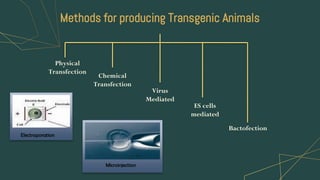 Methods for producing transgenic animals | PPTX