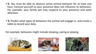 Methods for studying behaviour | PPTX