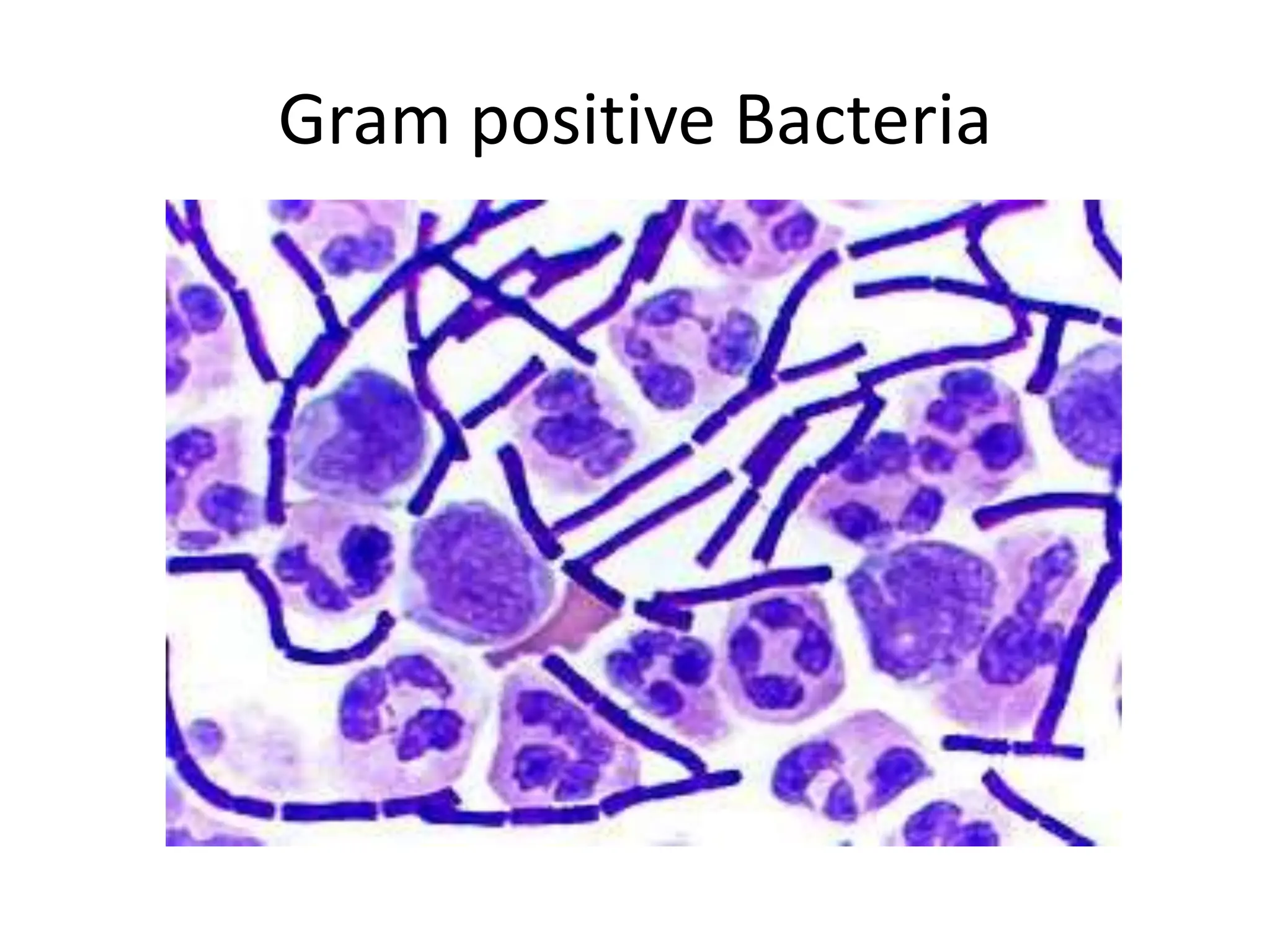 methods in diagnostic microbiology ppt.pptx