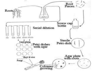 methods in diagnostic microbiology ppt.pptx