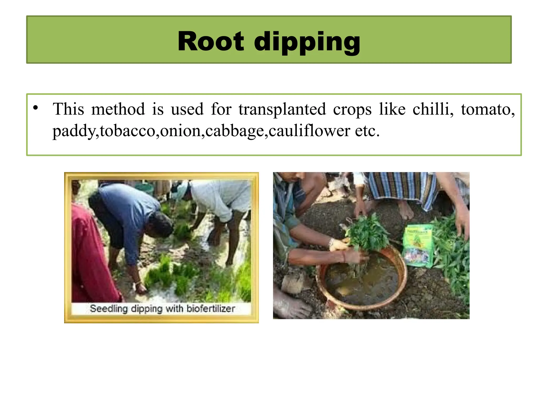 Methods of application of biofertilizer.pptx