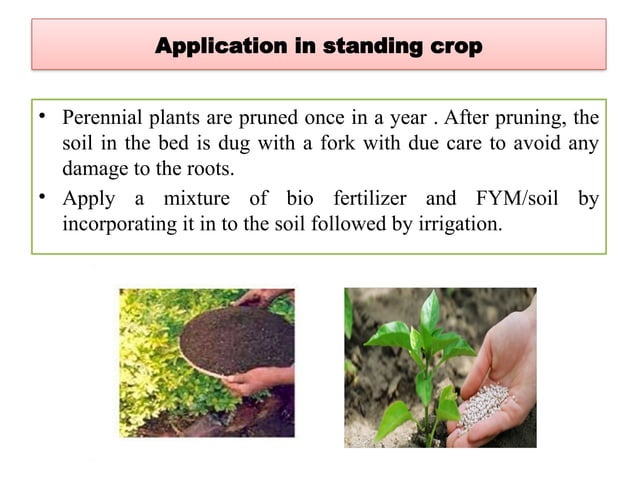 Methods of application of biofertilizer.pptx