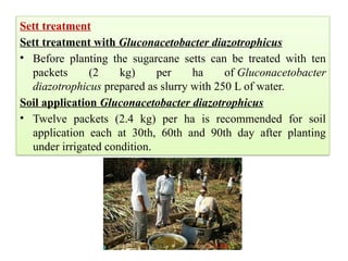 Methods of application of biofertilizer.pptx
