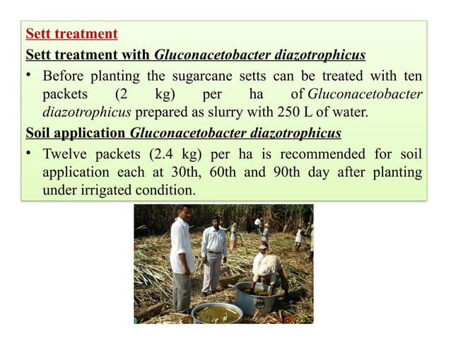 Methods of application of biofertilizer.pptx