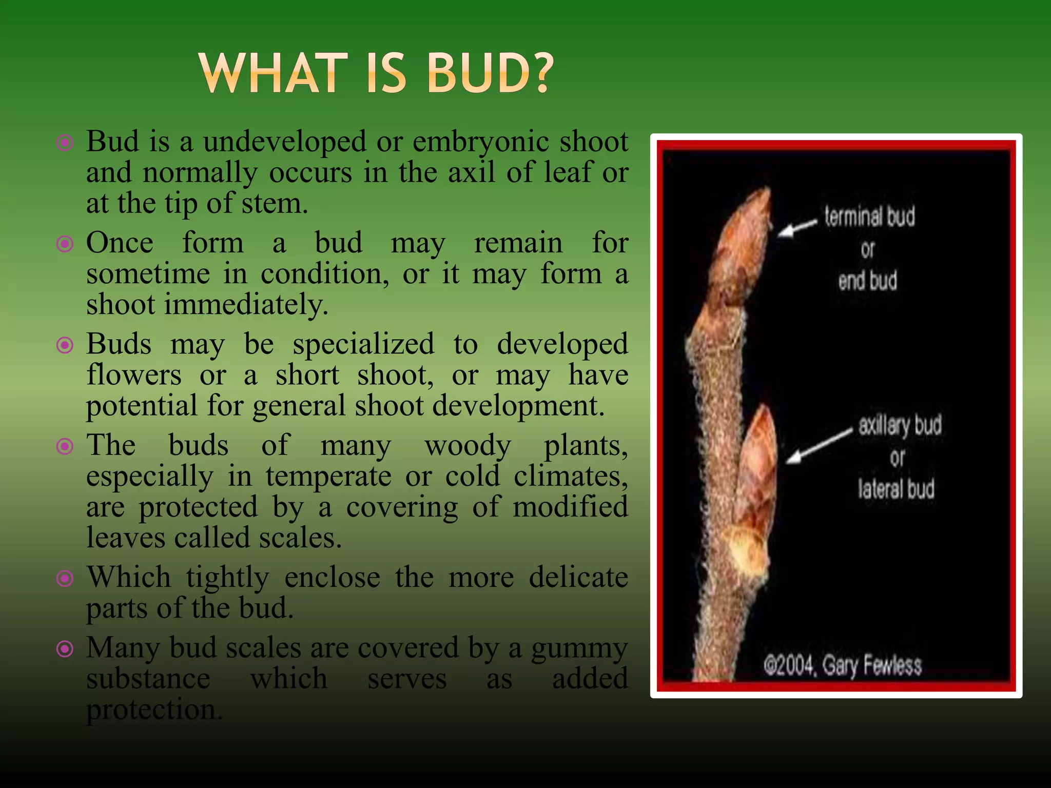 Methods of breaking dormancy | PPTX