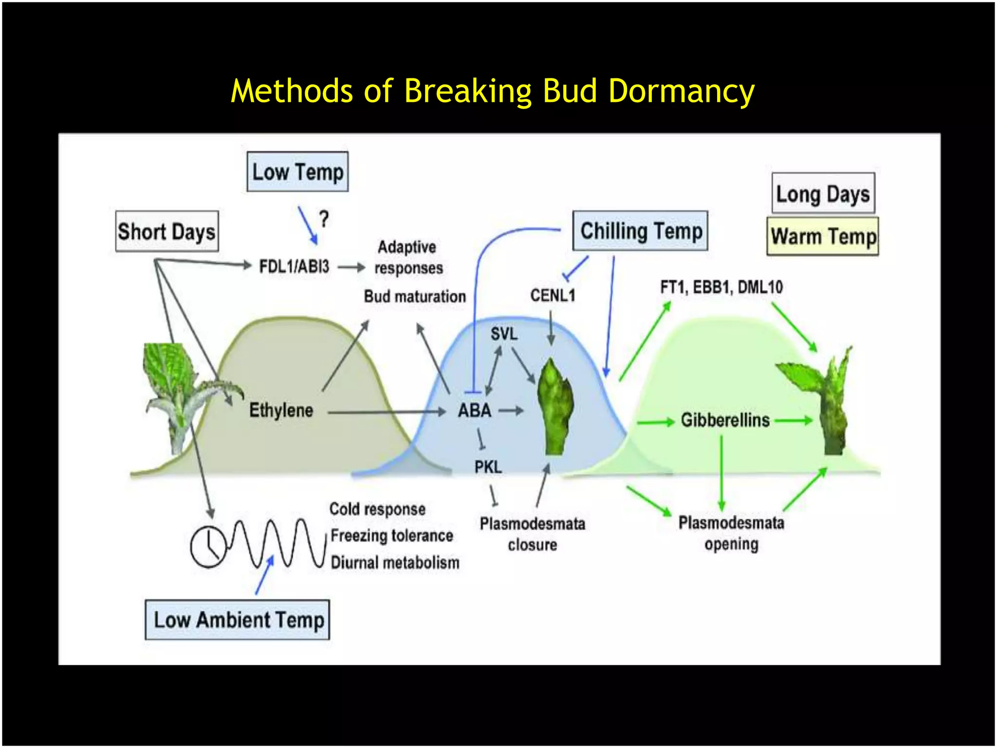 Methods of breaking dormancy | PPTX