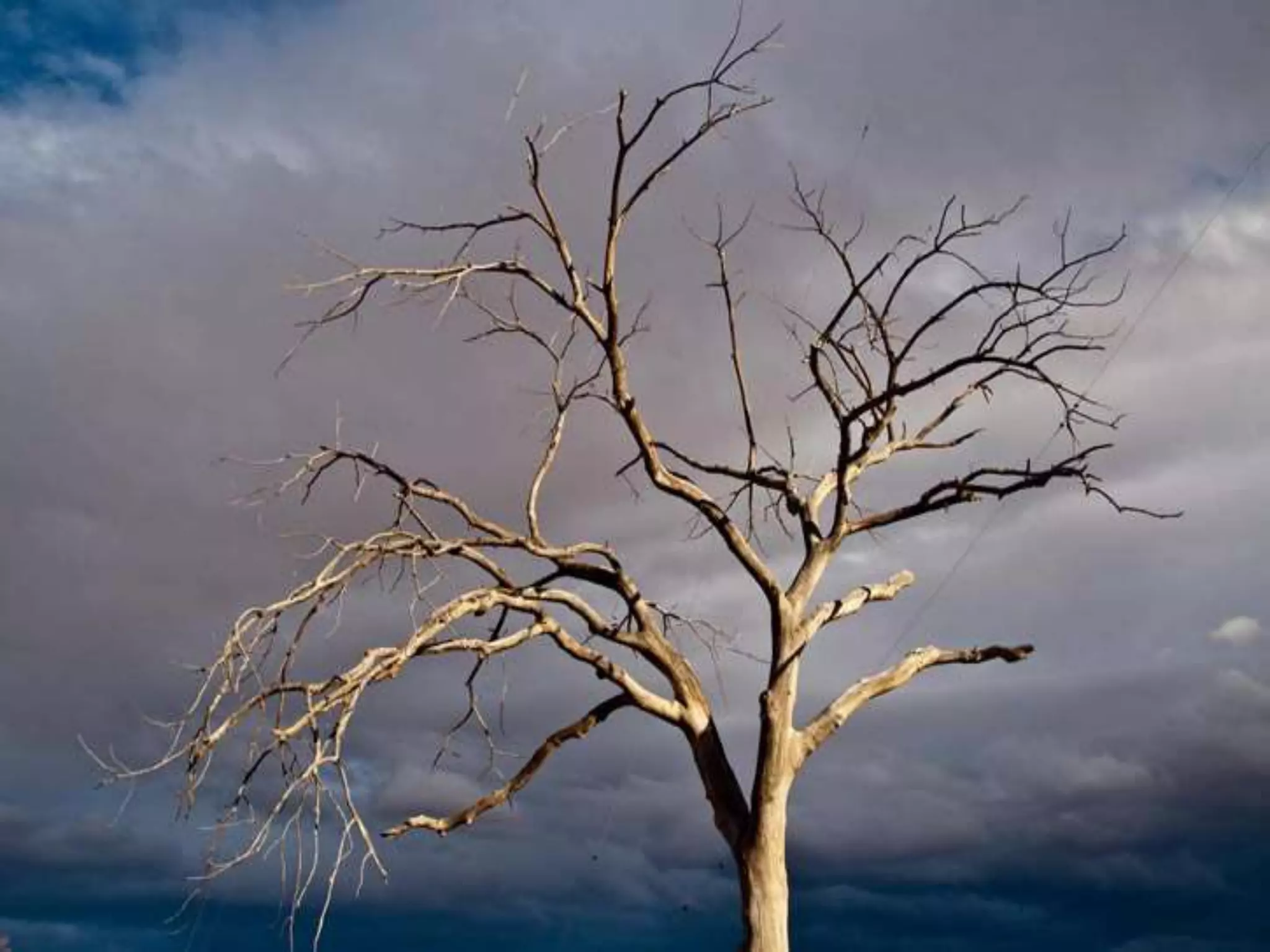 Methods of breaking dormancy | PPTX