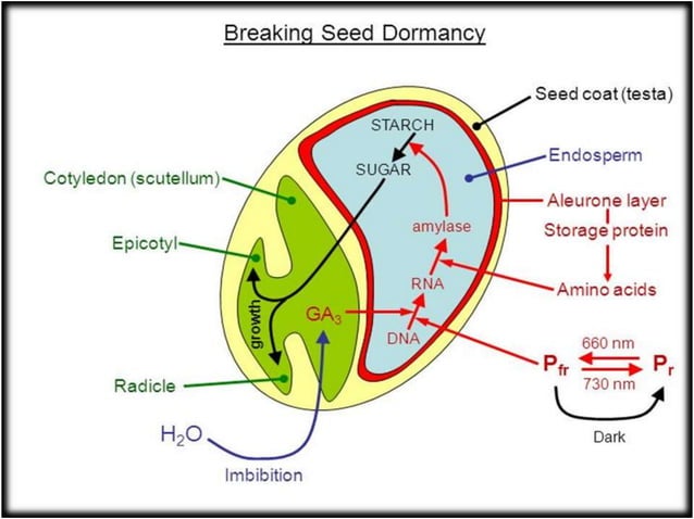 Methods of breaking dormancy | PPTX