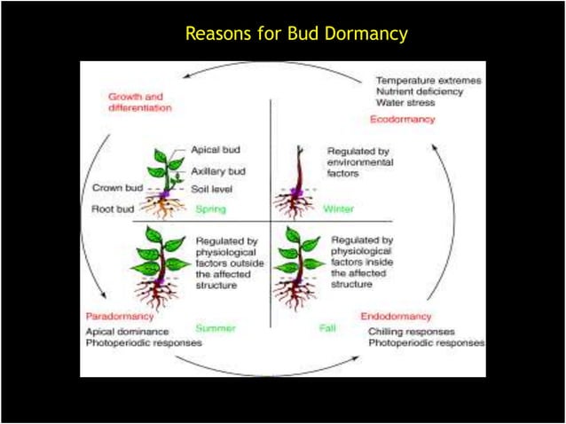 Methods of breaking dormancy | PPTX