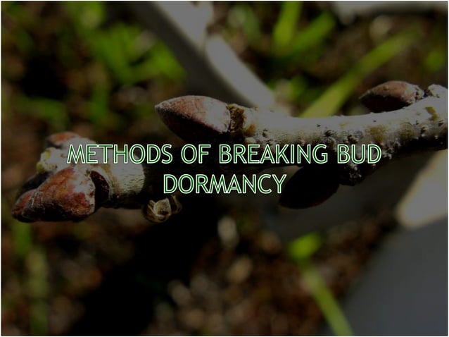 Methods of breaking dormancy | PPTX